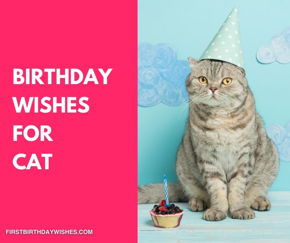 Best 200+ Birthday Wishes for Cat | Happy Birthday, Kitty!