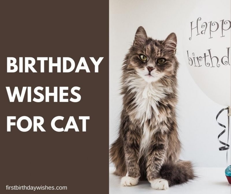 Birthday Wishes for Cat | Happy Birthday, Kitty! | First Birthday Wishes